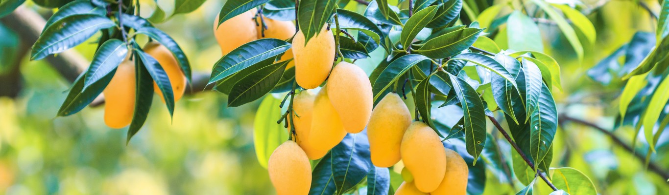 Your Honey Mango Growers | www.natureandmore.com