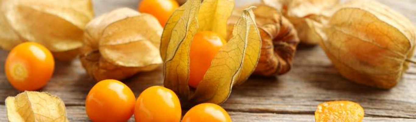 Physalis fruit store